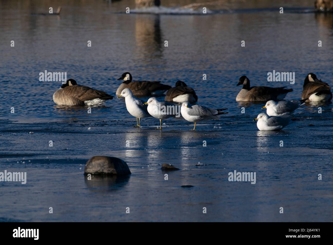 Ring-billed Gull and Canada Goose on Boise River, Idaho Stock Photo - Alamy