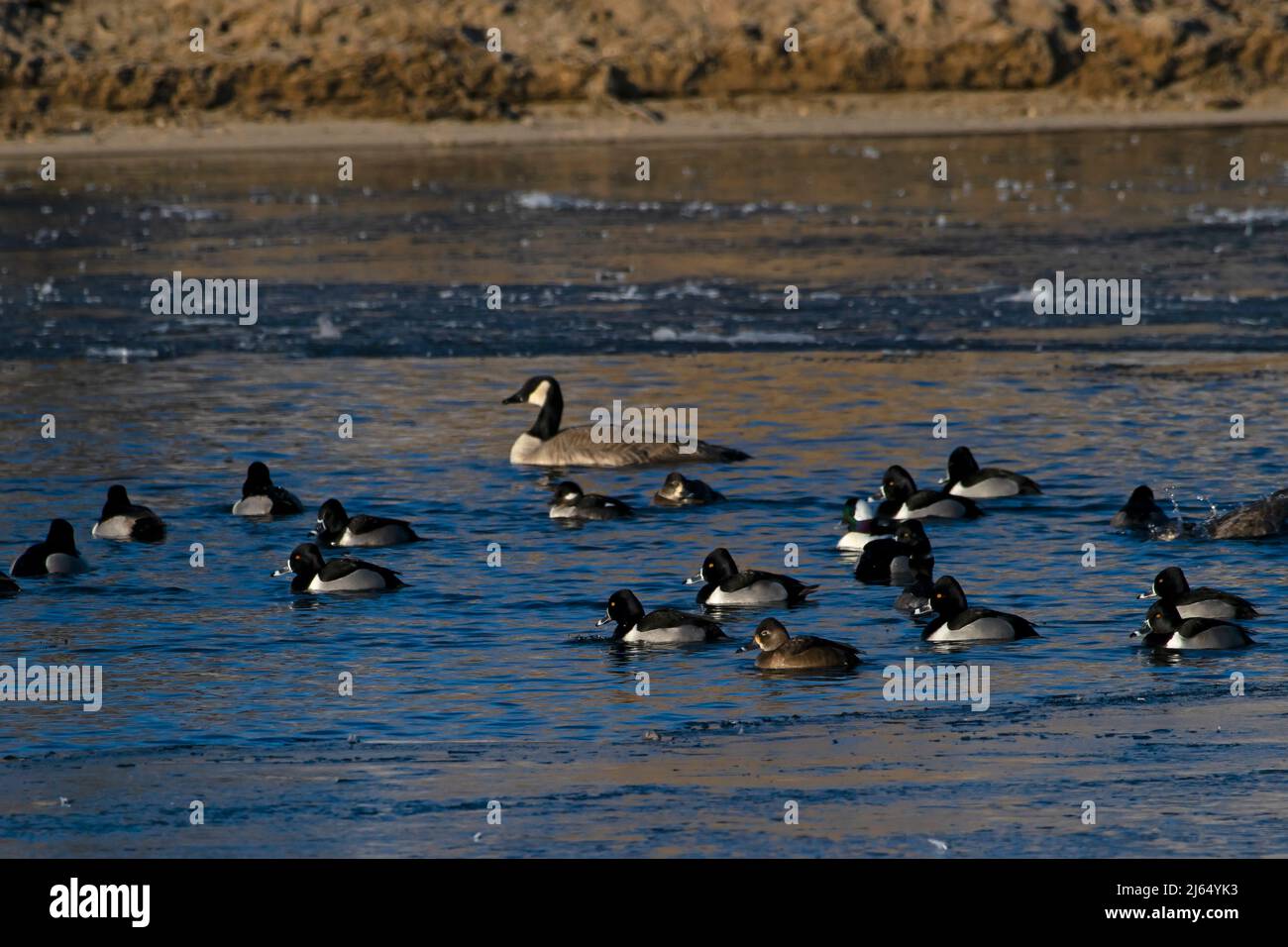 Ring necked duck canada hi-res stock photography and images - Alamy