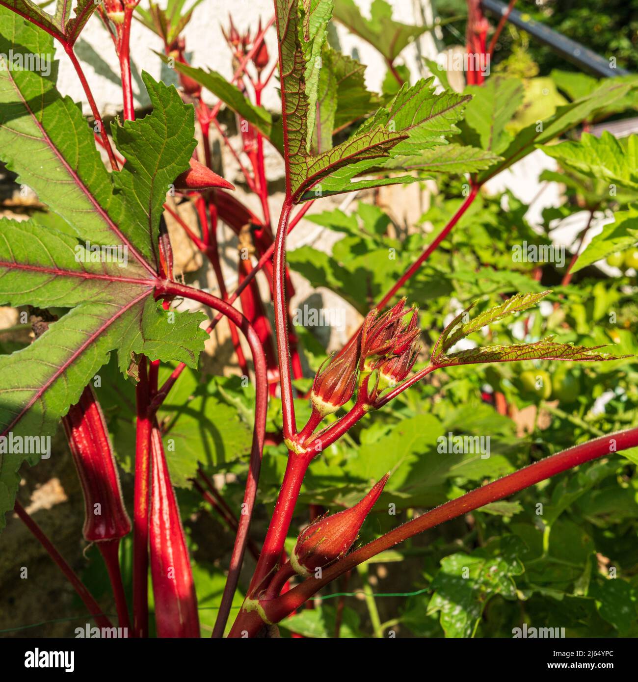 Okra in a kitchen garden family hi-res stock photography and images - Alamy