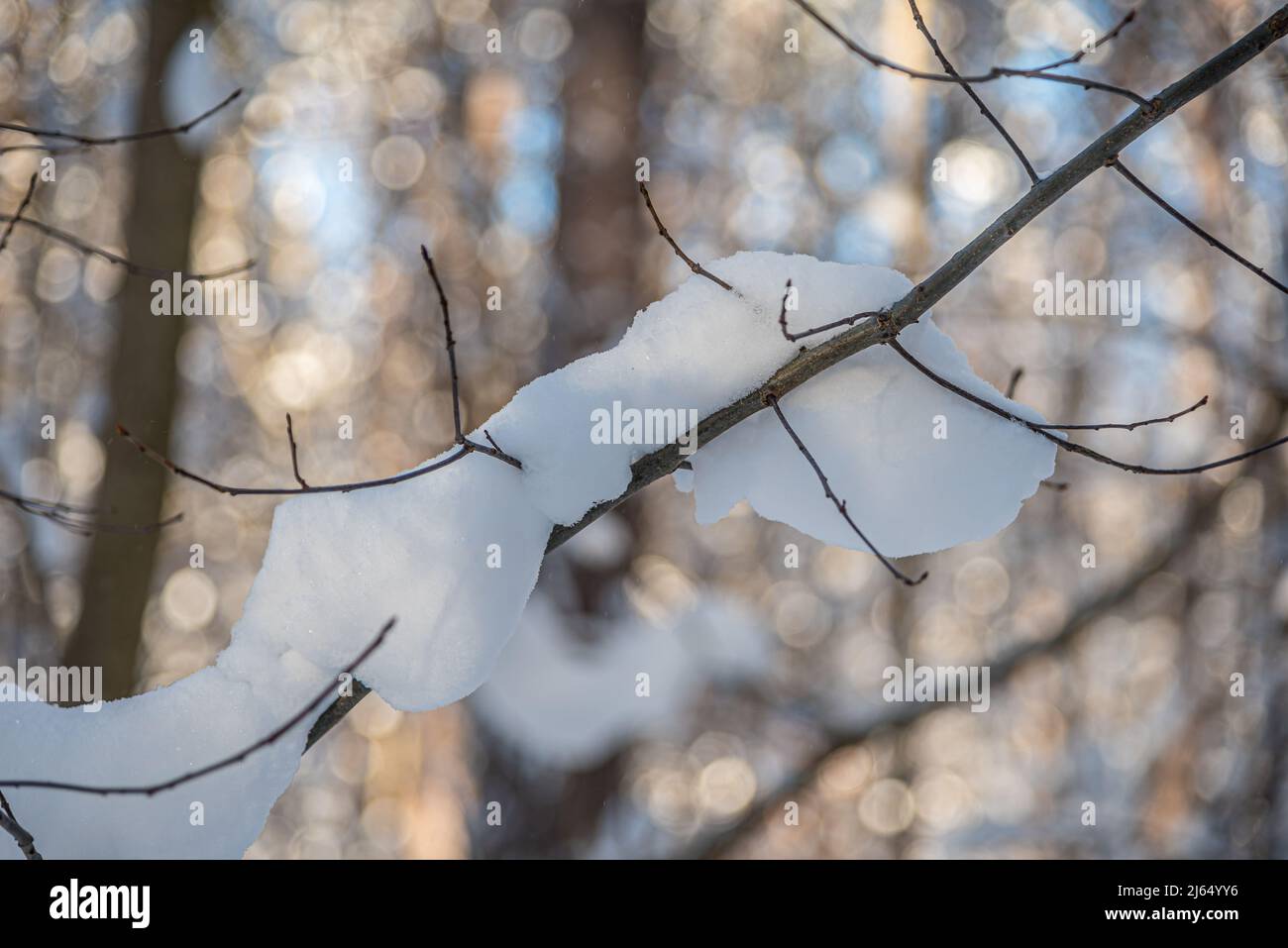 Trees and ground under snow in sunny winter day Stock Photo - Alamy