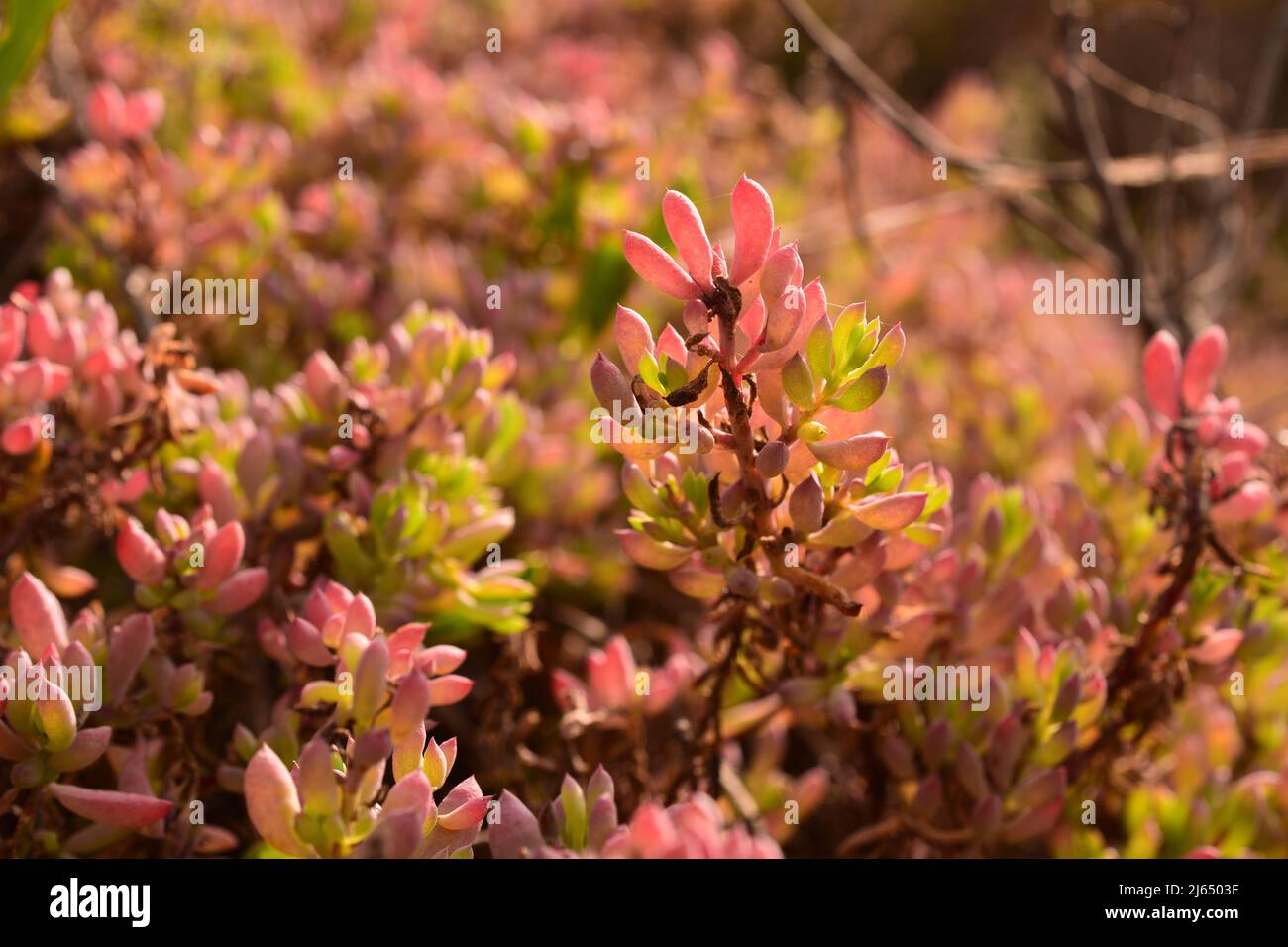 Bone fruit hi-res stock photography and images - Alamy