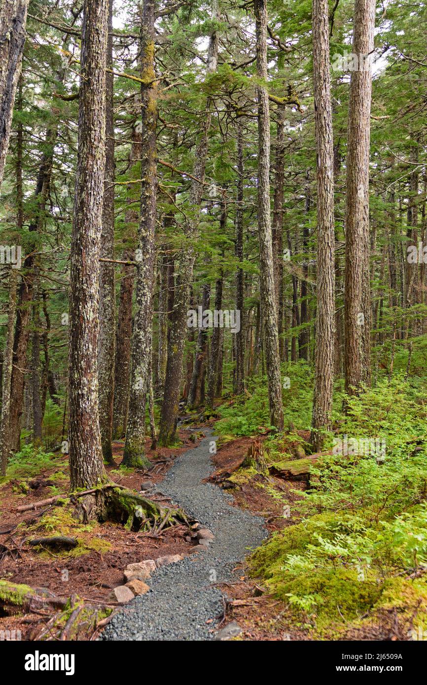 Path into a Coastal Rain Forest on the Battery Point Trail Near Haines ...