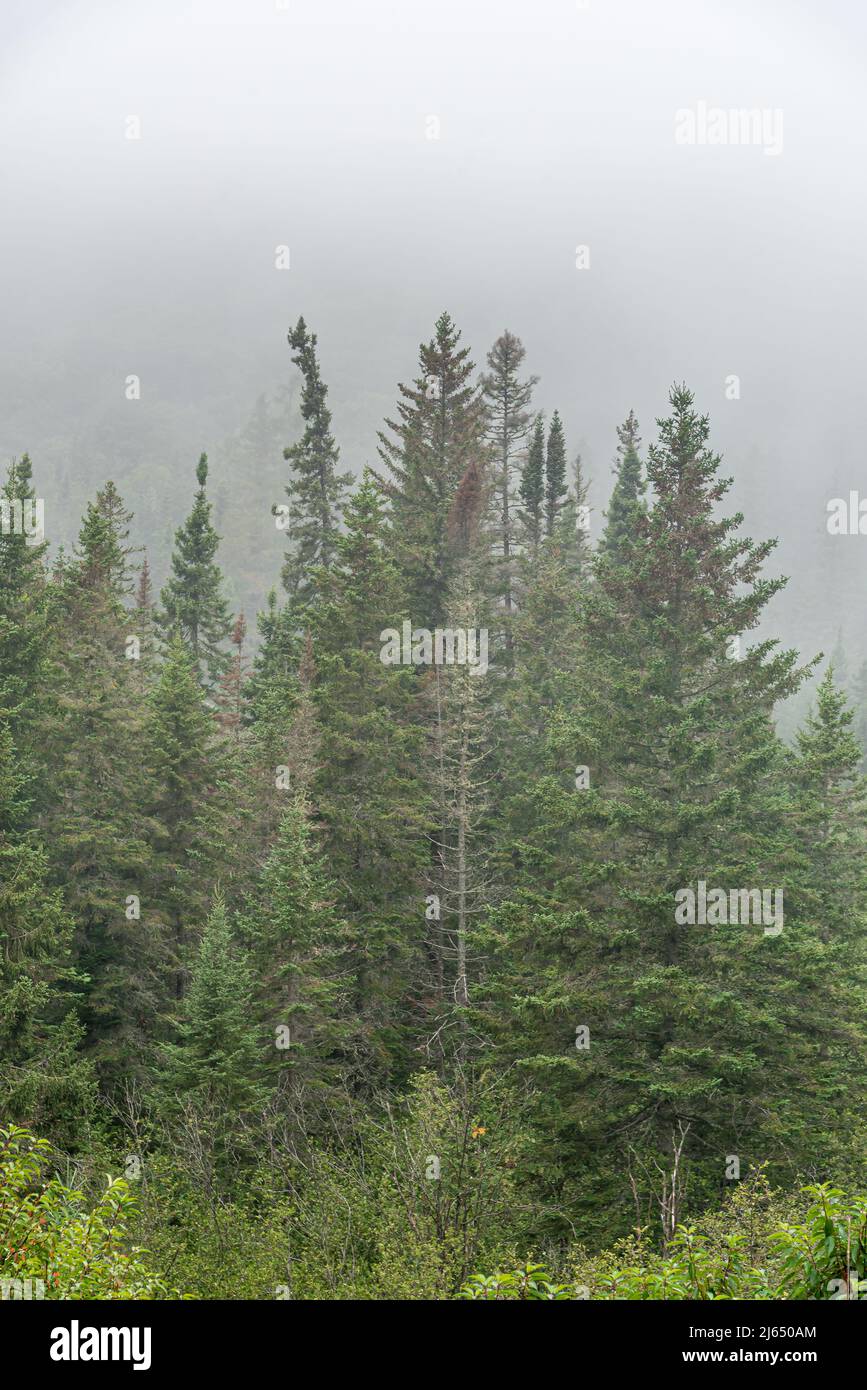 Strong fog on forest hills near Superior Lake, canada Stock Photo - Alamy