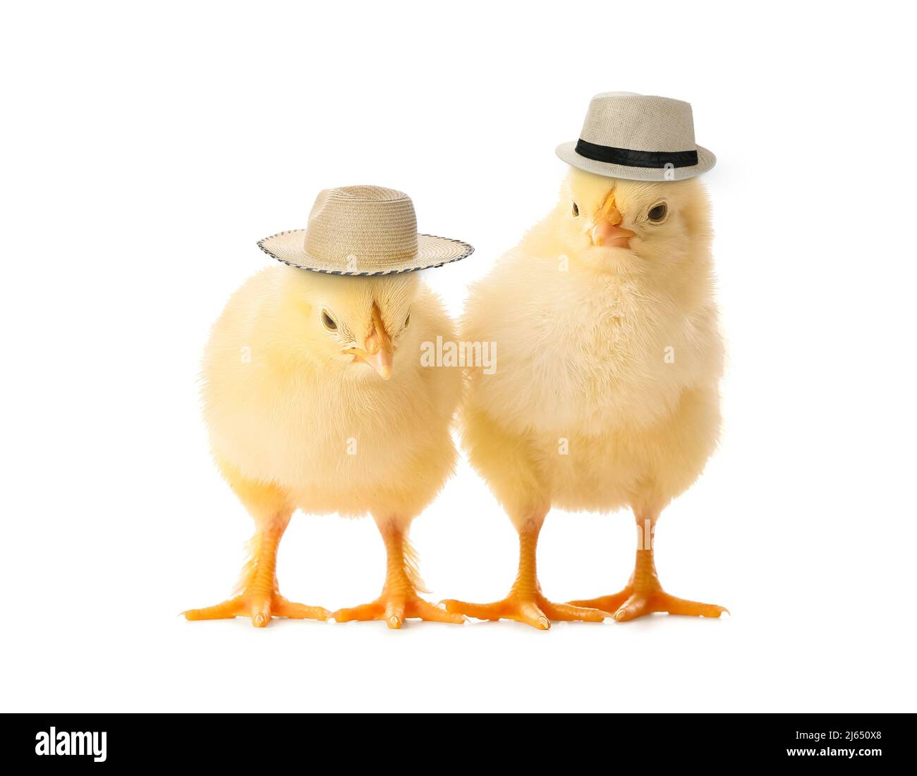 Cute Baby Chickens With Hats