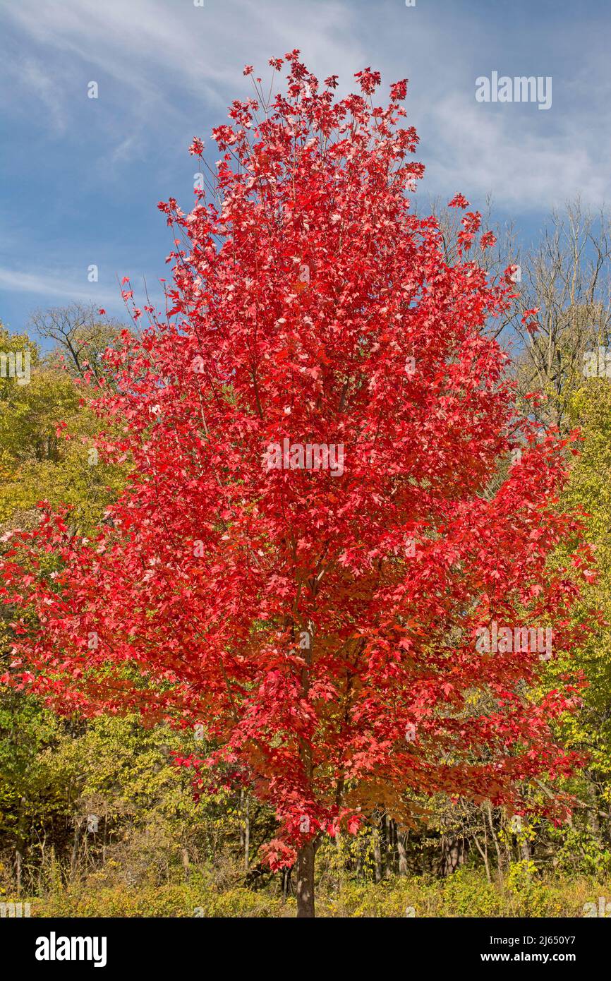 A Red Maple Tree in Fall Colors in Backbone State Park in Iowa Stock ...