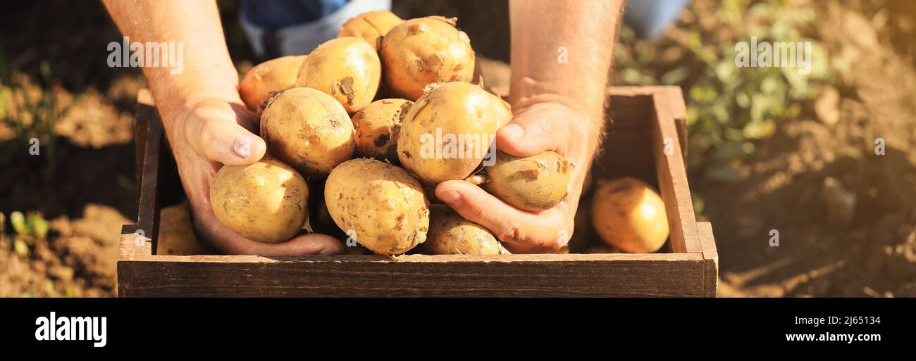 Male farmer with gathered potatoes in field, closeup Stock Photo - Alamy