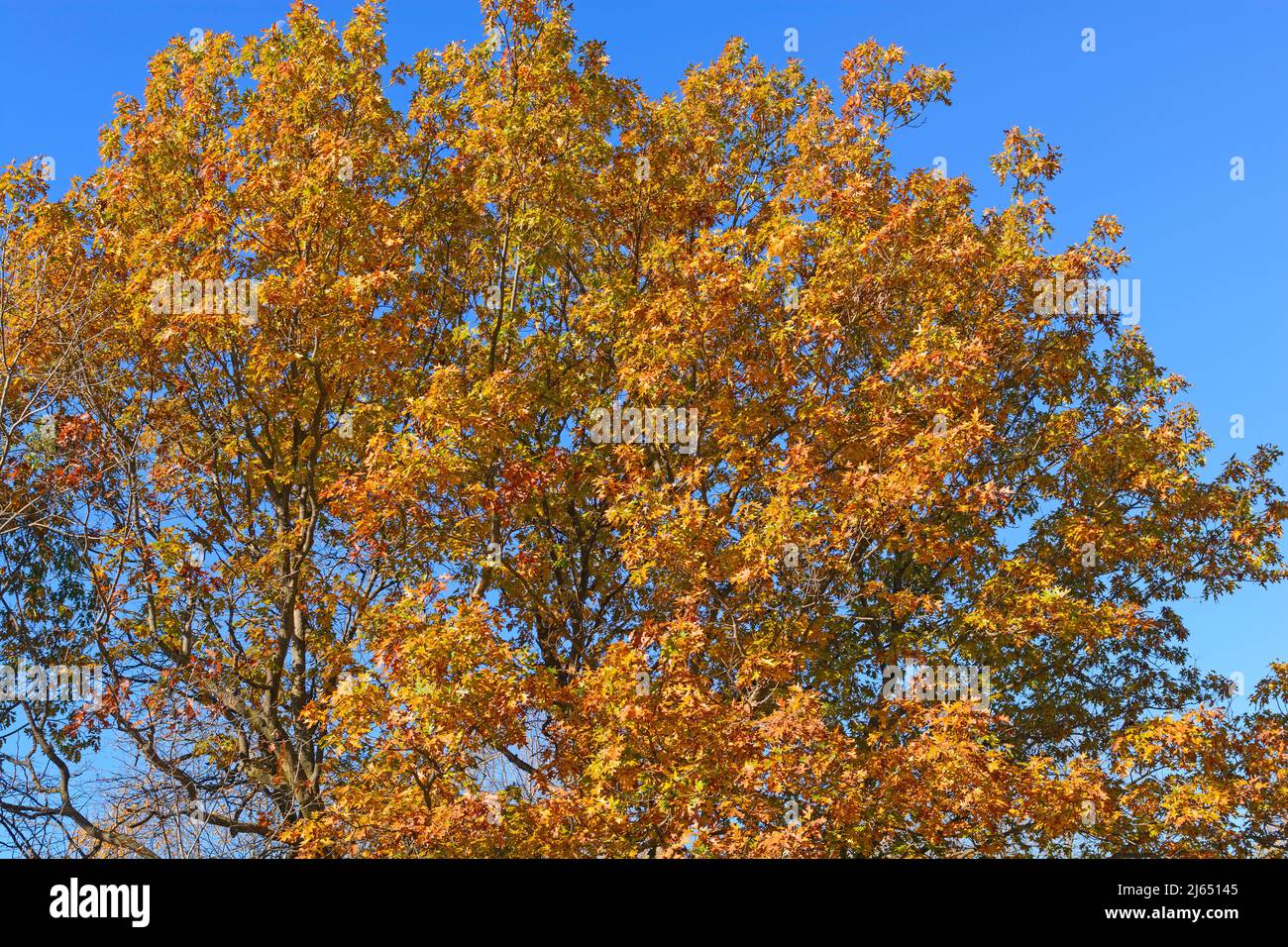 Oak Tree in Fall Color transition in Ledges State Park in Iowa Stock ...
