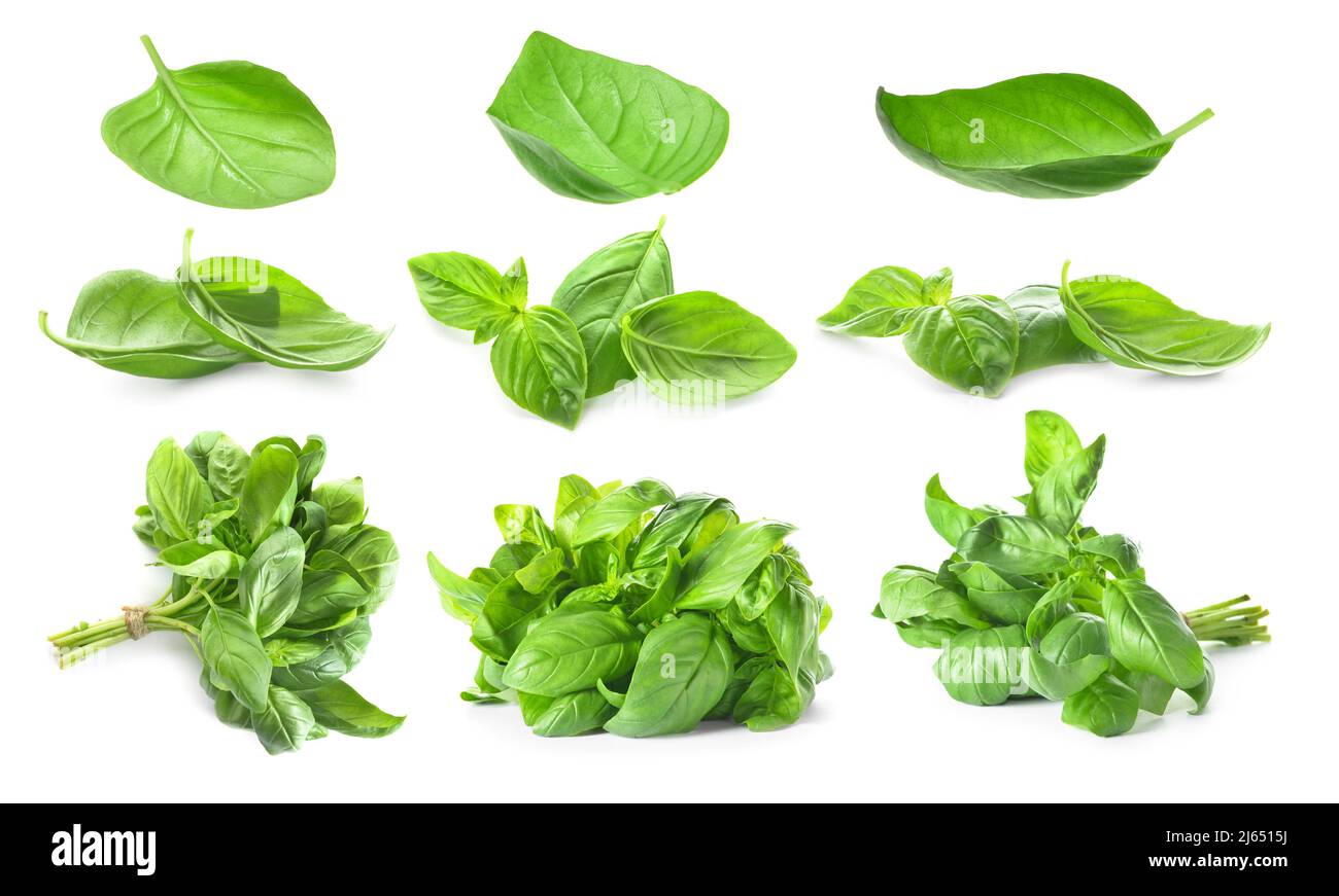 Fresh green basil leaves on white background Stock Photo - Alamy