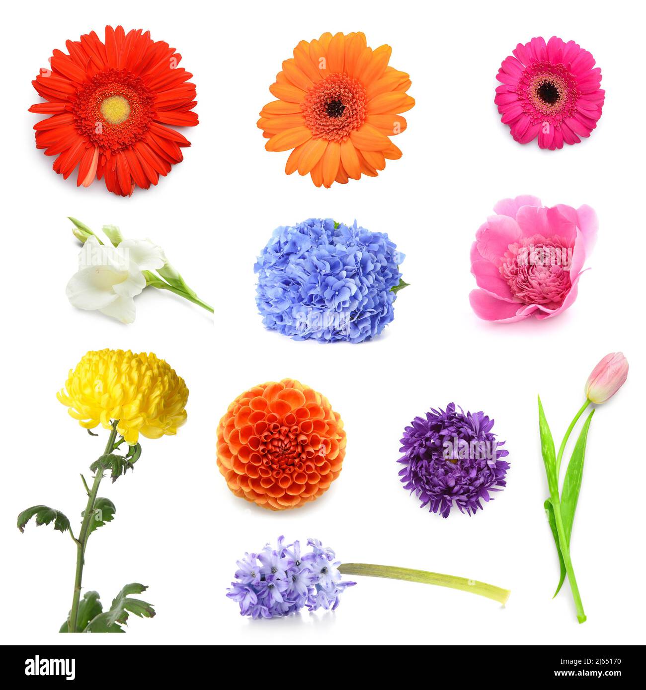 Set of different beautiful flowers isolated on white Stock Photo - Alamy