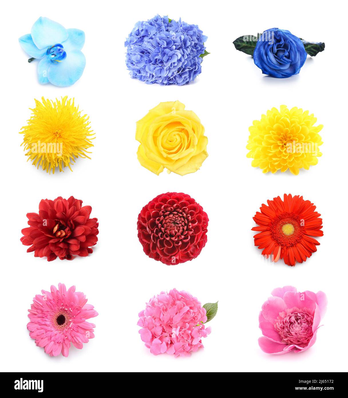 Set of different beautiful flowers isolated on white Stock Photo - Alamy