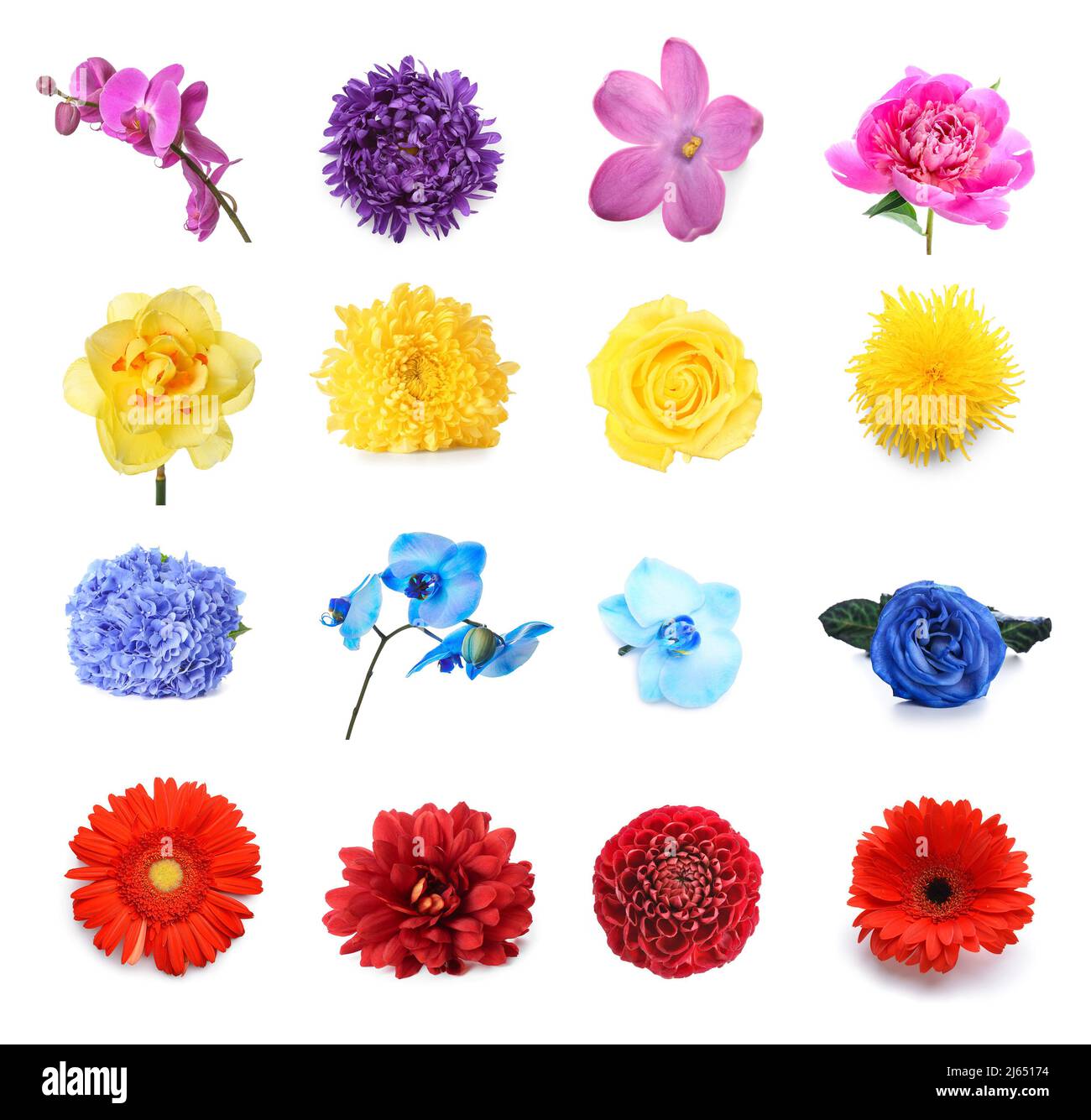 Set of different beautiful flowers isolated on white Stock Photo - Alamy