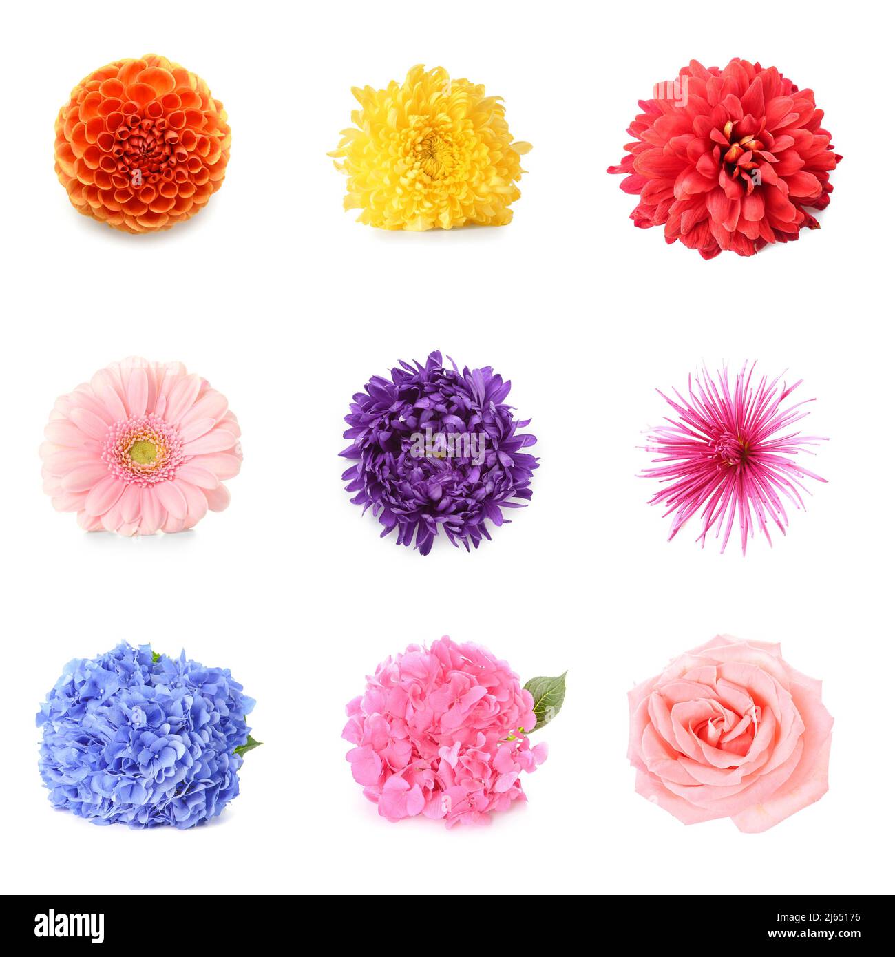 Set of different beautiful flowers isolated on white, top view Stock ...