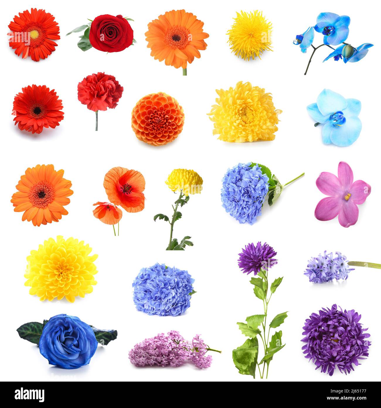 Set of different beautiful flowers isolated on white Stock Photo - Alamy