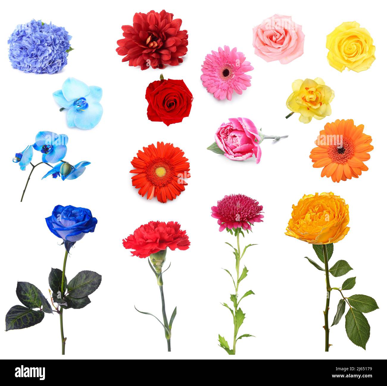 Set of different beautiful flowers isolated on white Stock Photo - Alamy