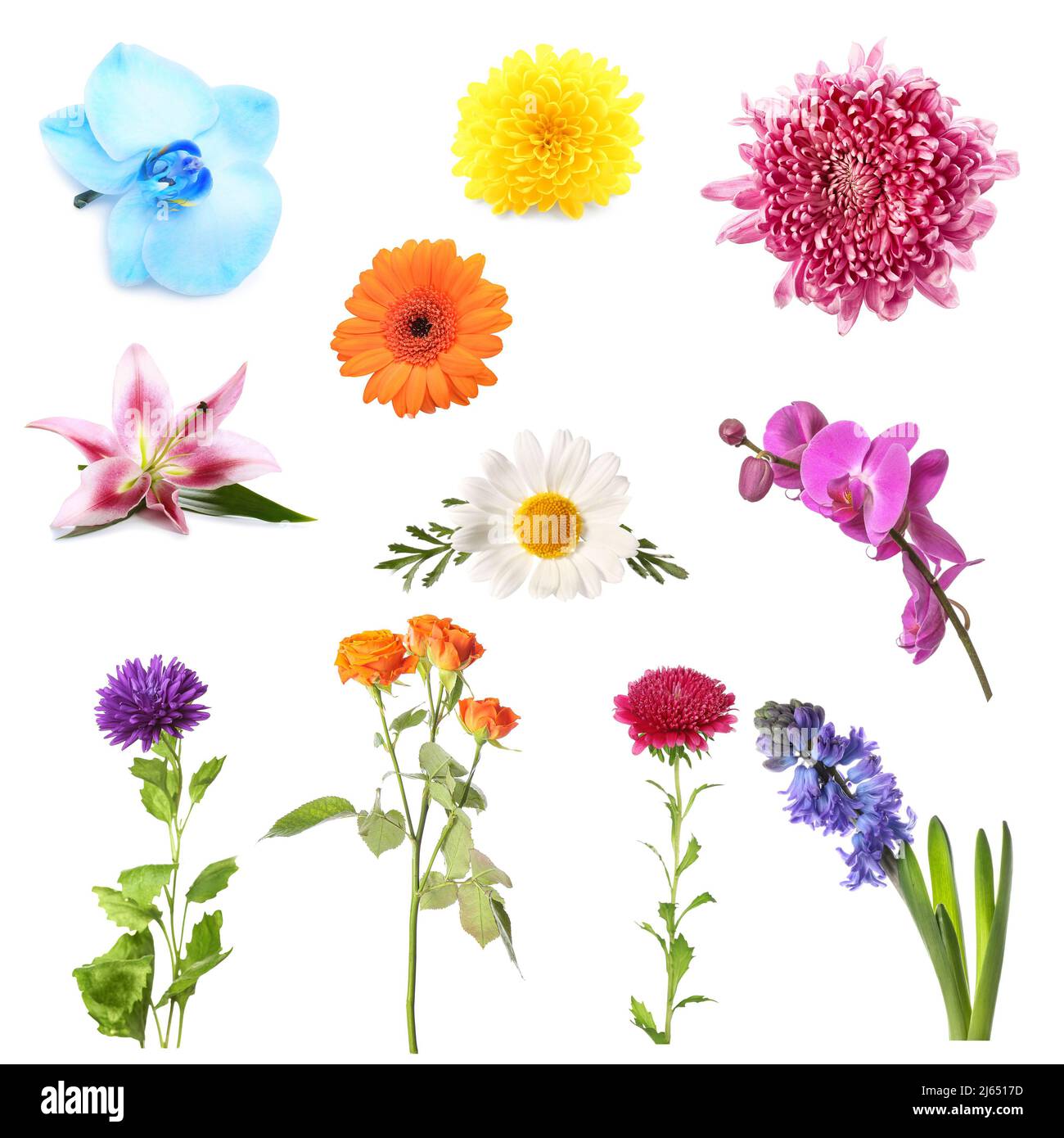 Set of different beautiful flowers isolated on white Stock Photo - Alamy