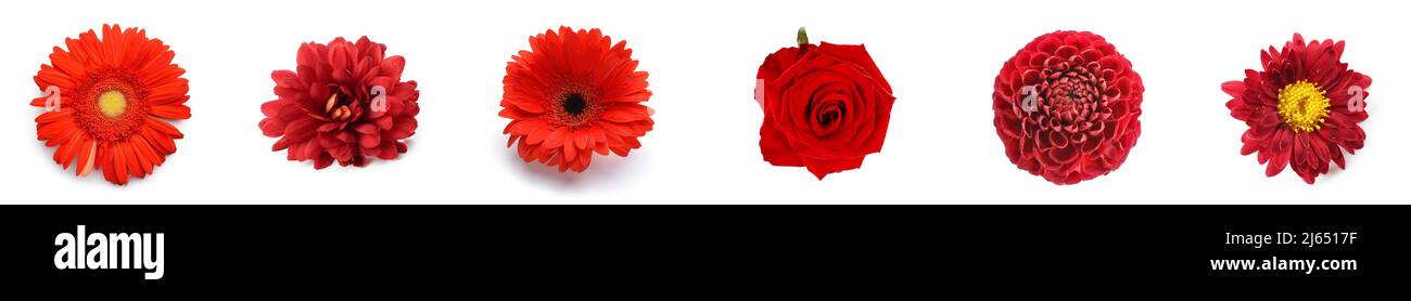 Set of different beautiful red flowers isolated on white Stock Photo ...