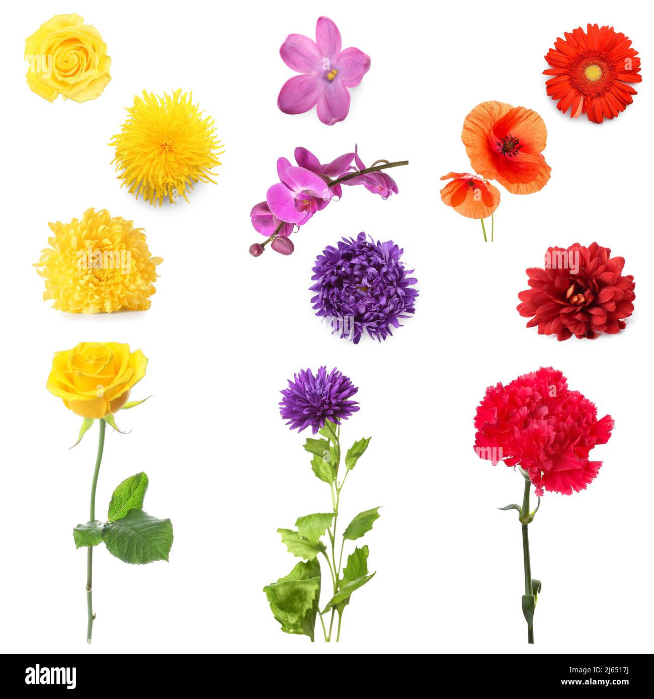 Set of different beautiful flowers isolated on white Stock Photo - Alamy