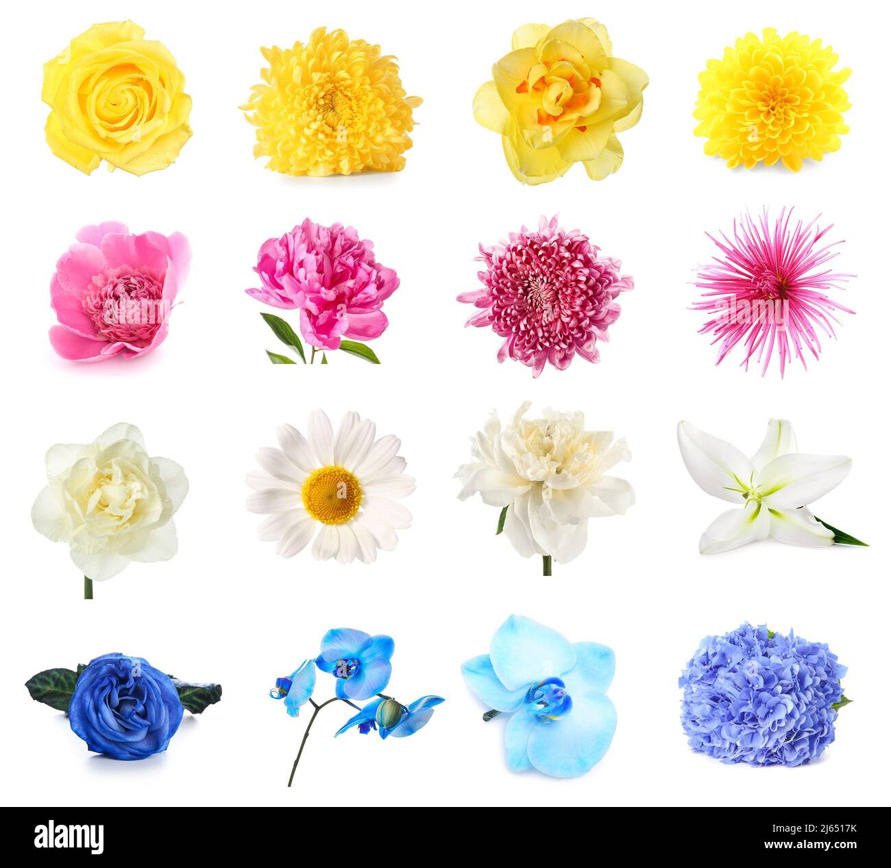 Set of different beautiful flowers isolated on white Stock Photo - Alamy