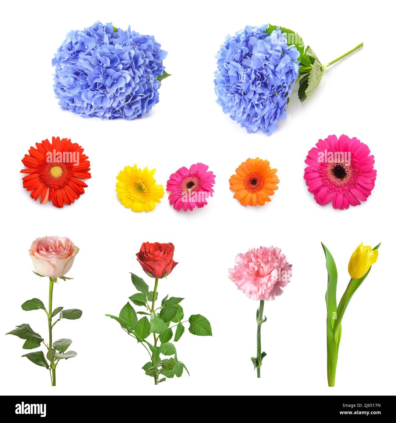 Set of different beautiful flowers isolated on white Stock Photo - Alamy