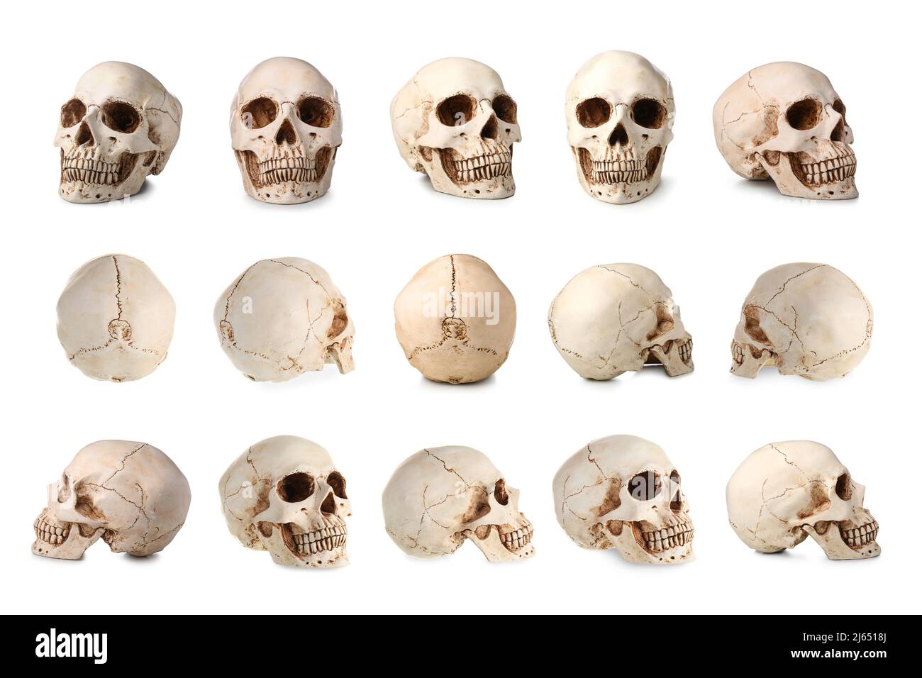 Set of human skulls isolated on white Stock Photo - Alamy