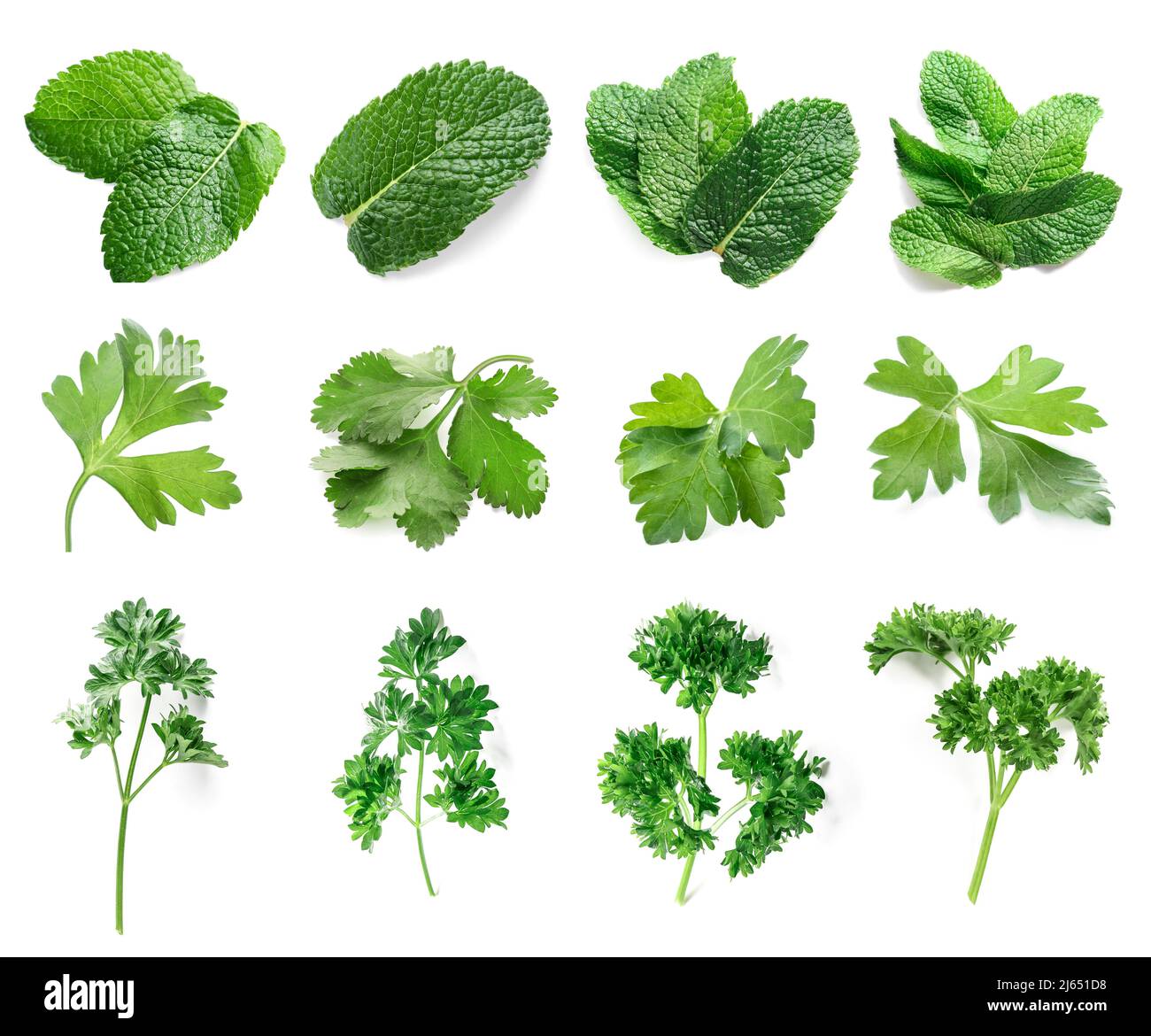 Set of fresh green herbs on white background Stock Photo - Alamy