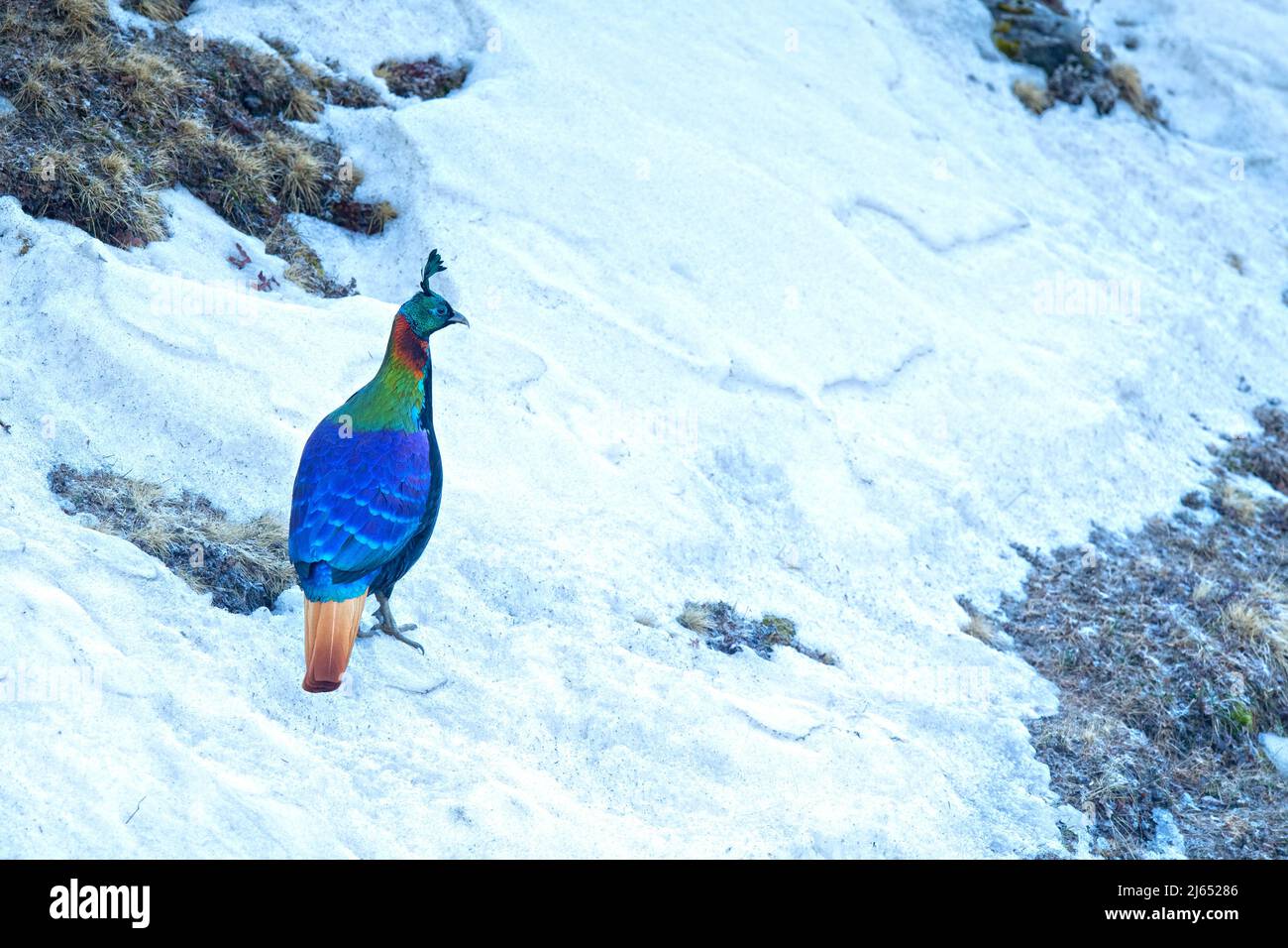 Himalayan Monal on snow Stock Photo - Alamy