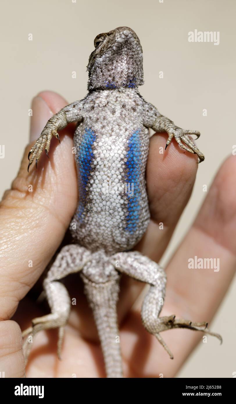 Human hand with lizard hi-res stock photography and images - Alamy