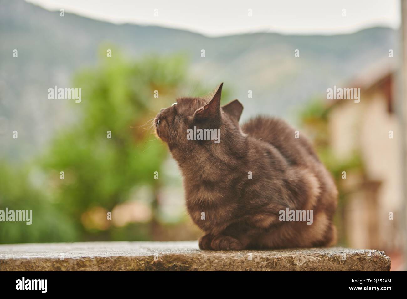 brown colored cat sits on the parapet Stock Photo - Alamy