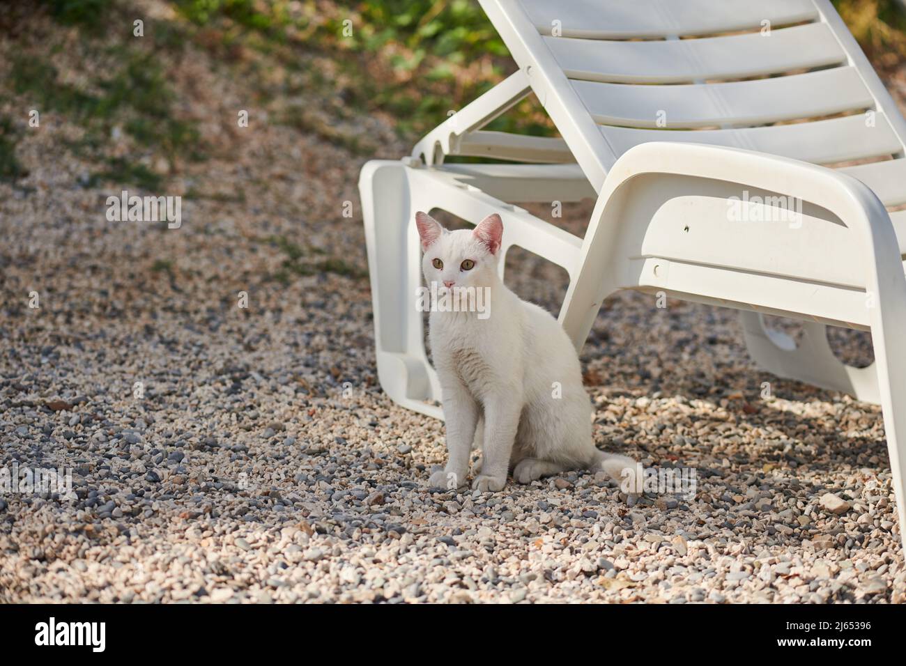 white cat sitting on a sunbed on the sea Stock Photo - Alamy