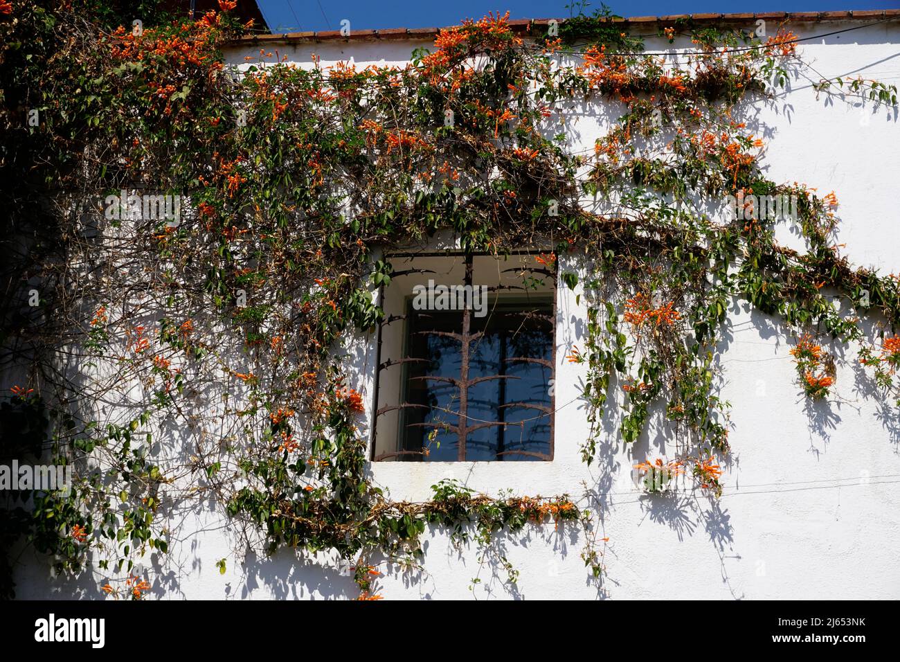 Trumpet vine, (Campsis radicans), Oaxaca de Juárez City, Oaxaca, Mexico ...