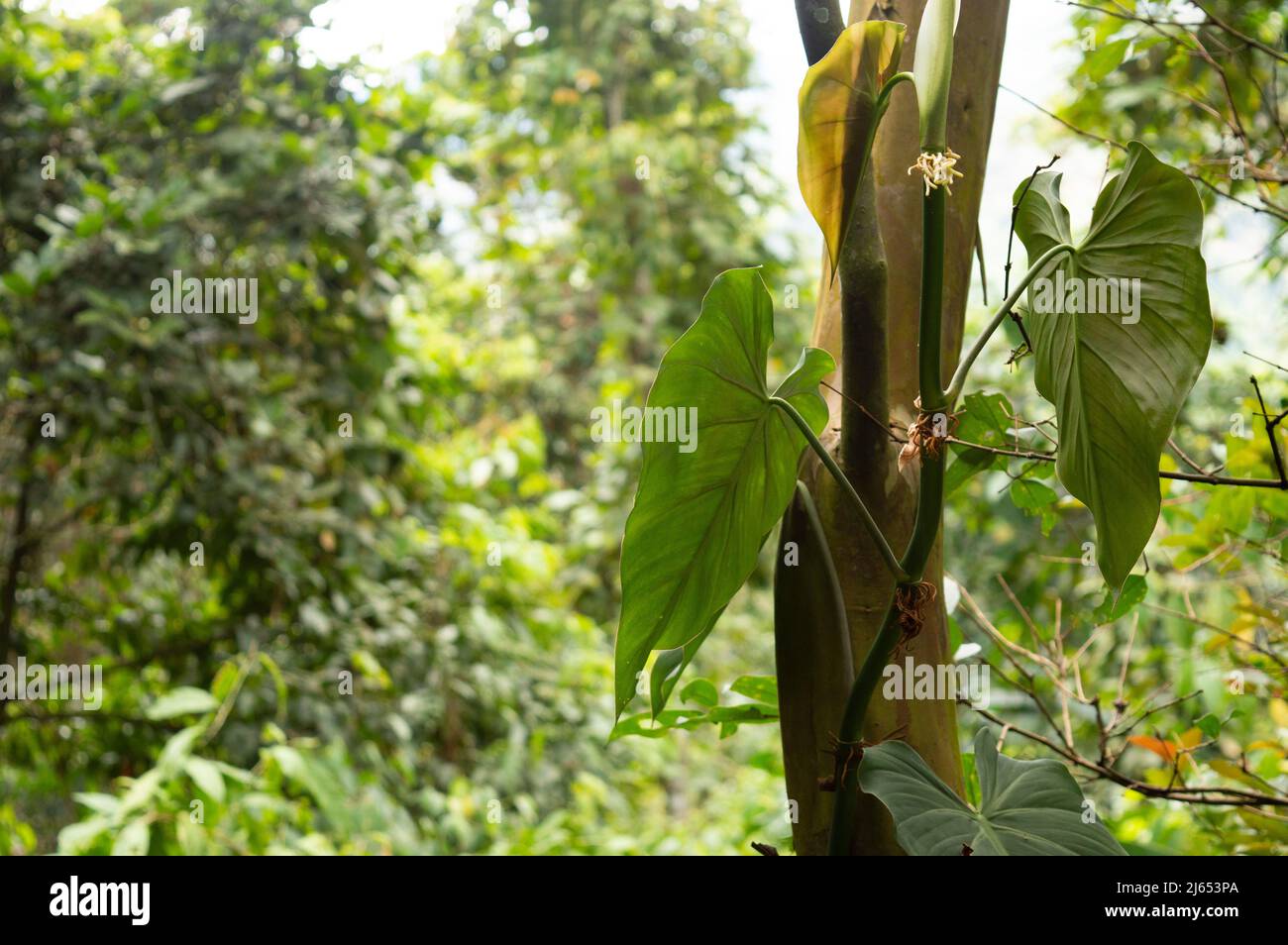 Single shot of a climbing philodendron in Quindio's botanical garden ...