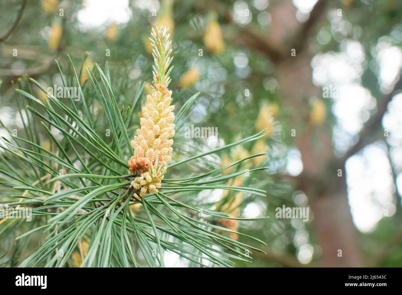 Pine buds on branches close up, natural green background. blossom young ...