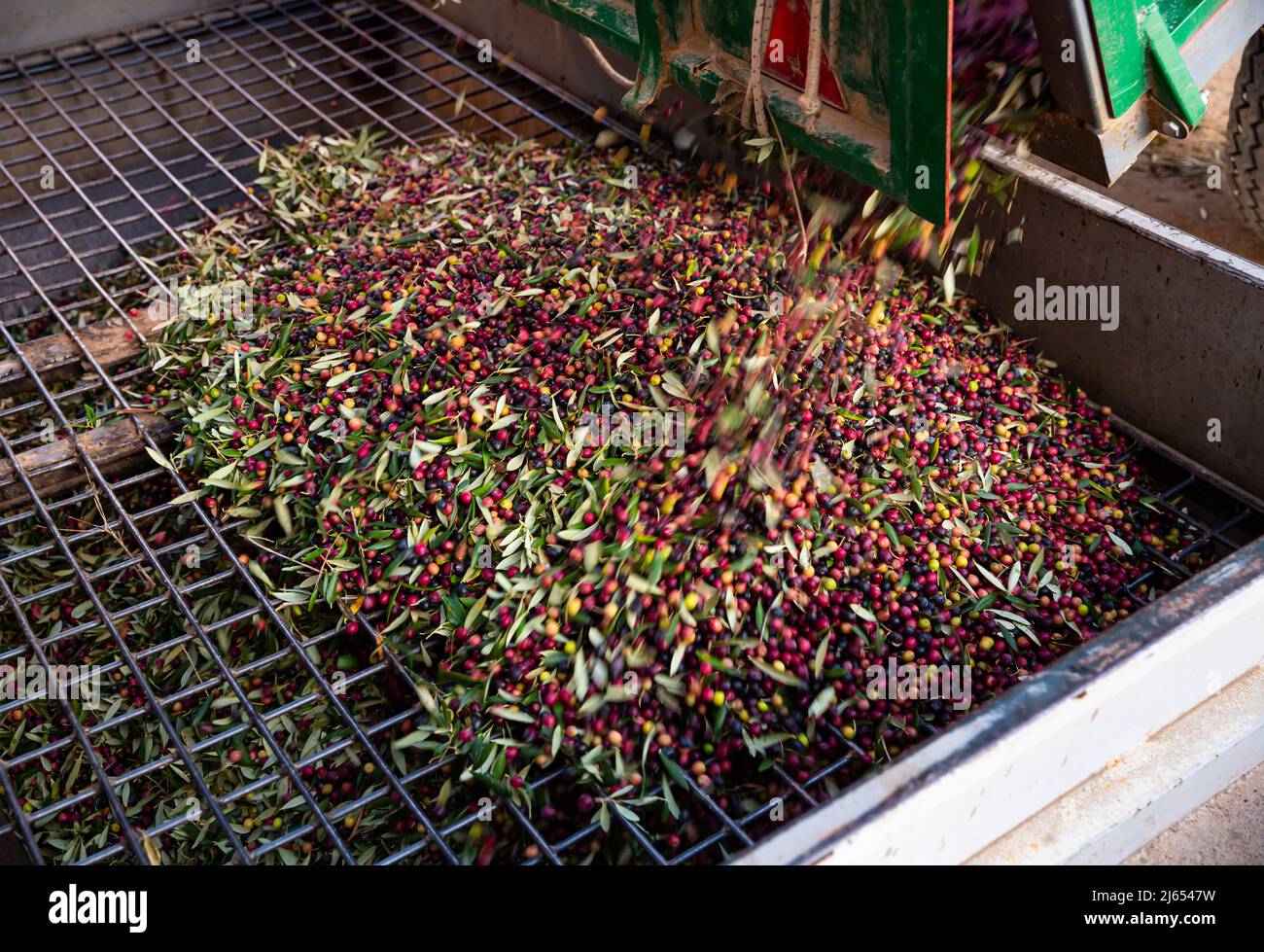 Olives unloading to discharge hopper Stock Photo - Alamy