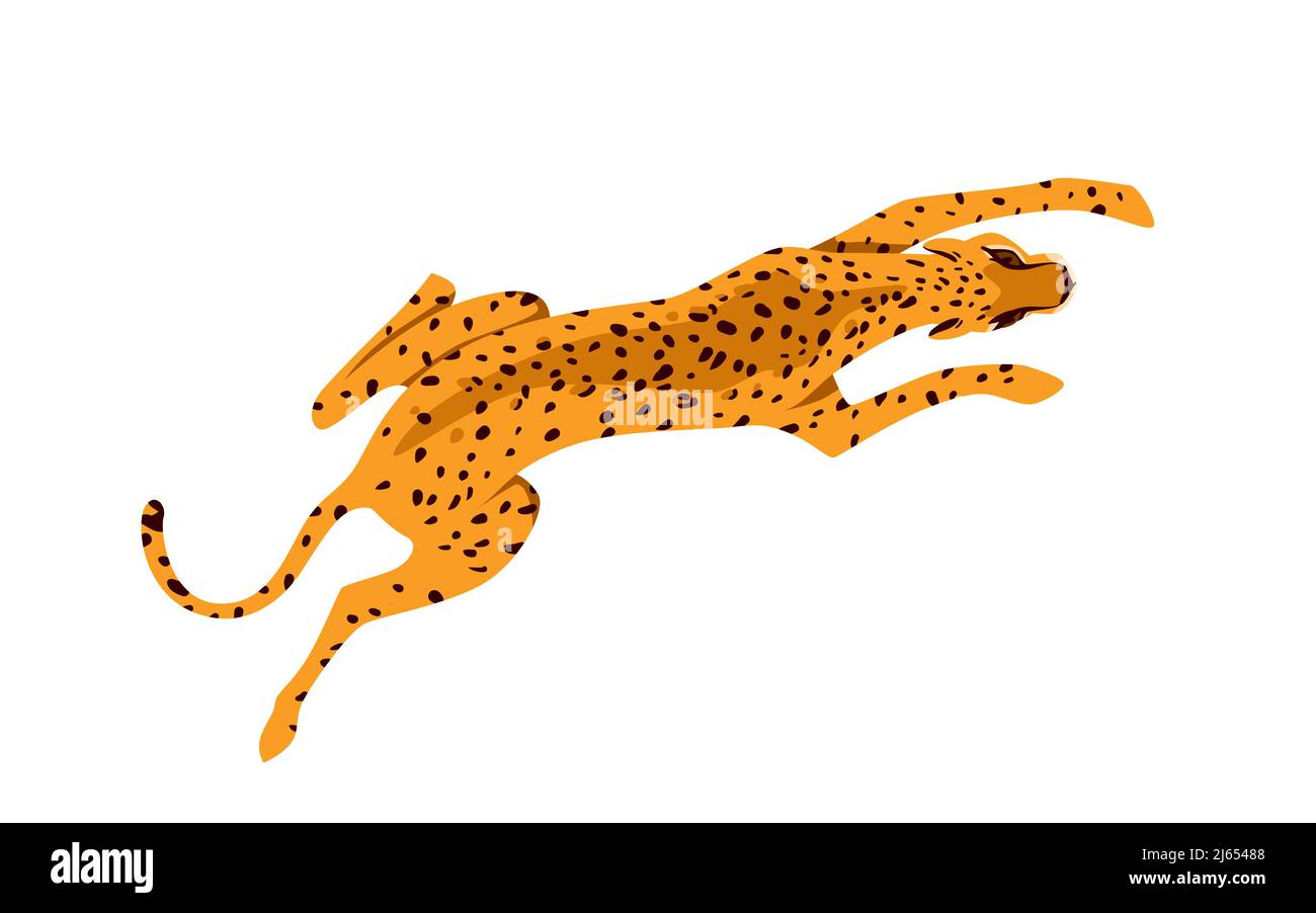 Top view of wild leopard animal Stock Vector Image & Art - Alamy