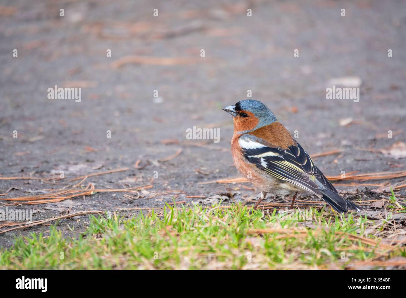 The common chaffinch, Fringilla coelebs, sits on the ground in spring ...