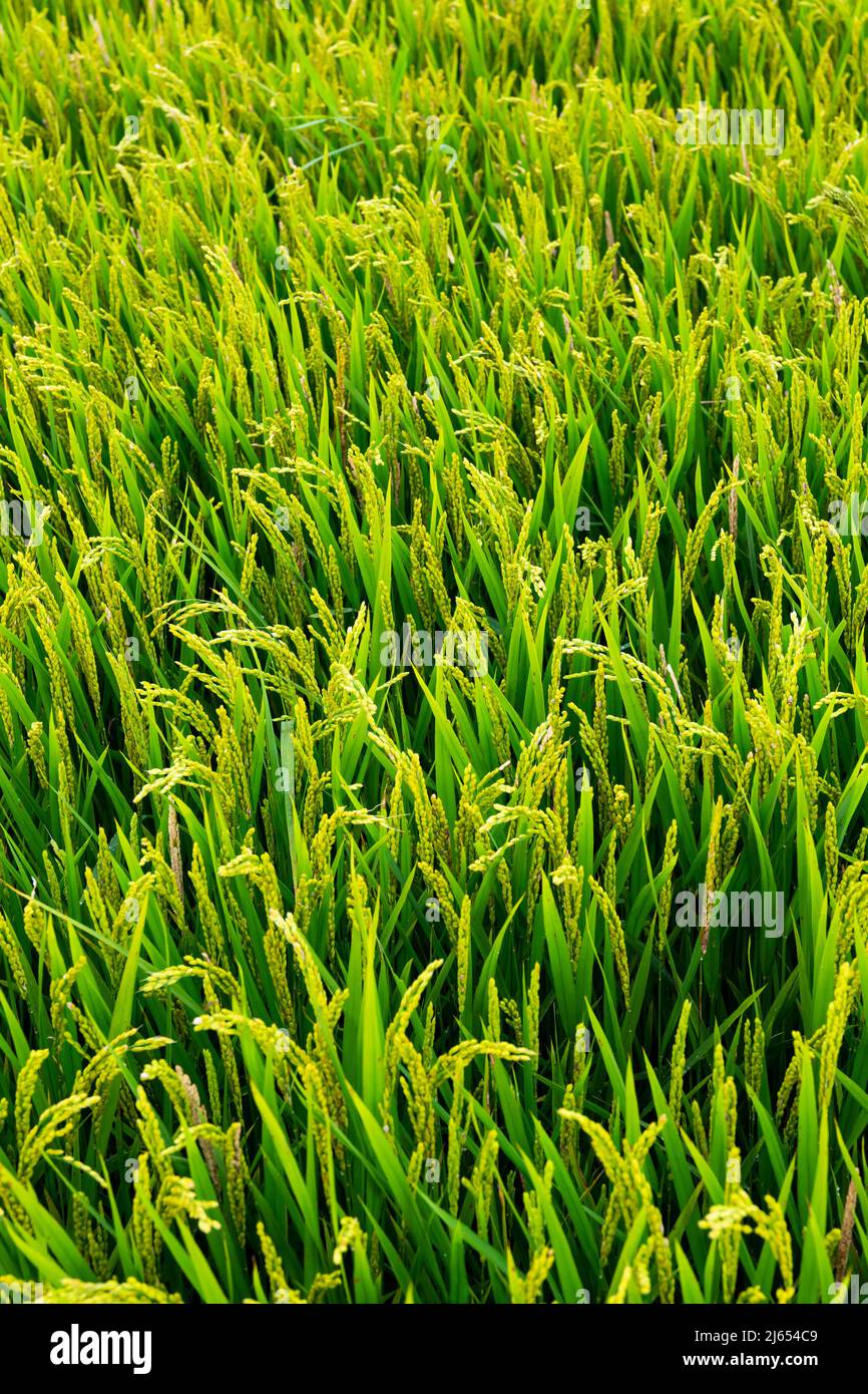 Paddy rice field Stock Photo - Alamy