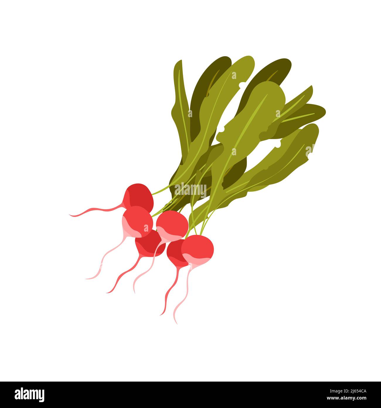 Organic plant vegetable salad Stock Vector Images - Alamy