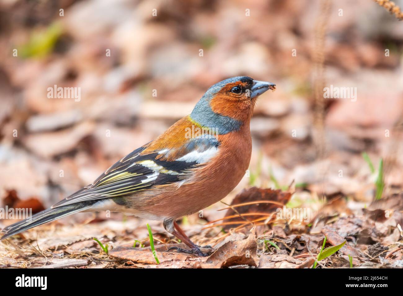 The common chaffinch, Fringilla coelebs, sits on the ground in spring ...