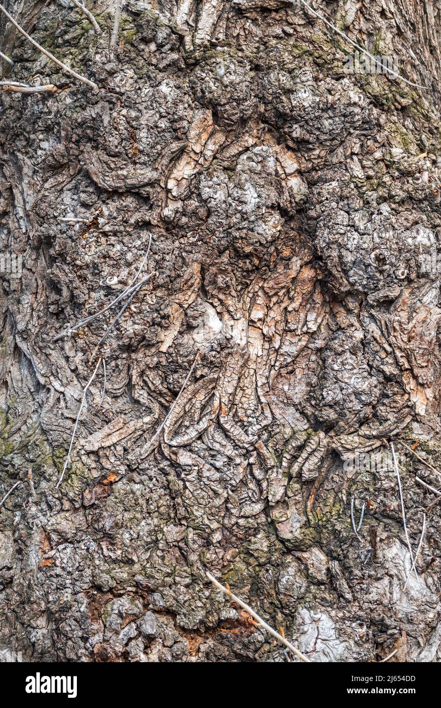 Poplar tree bark with wooden texture nature background. Texture of the ...