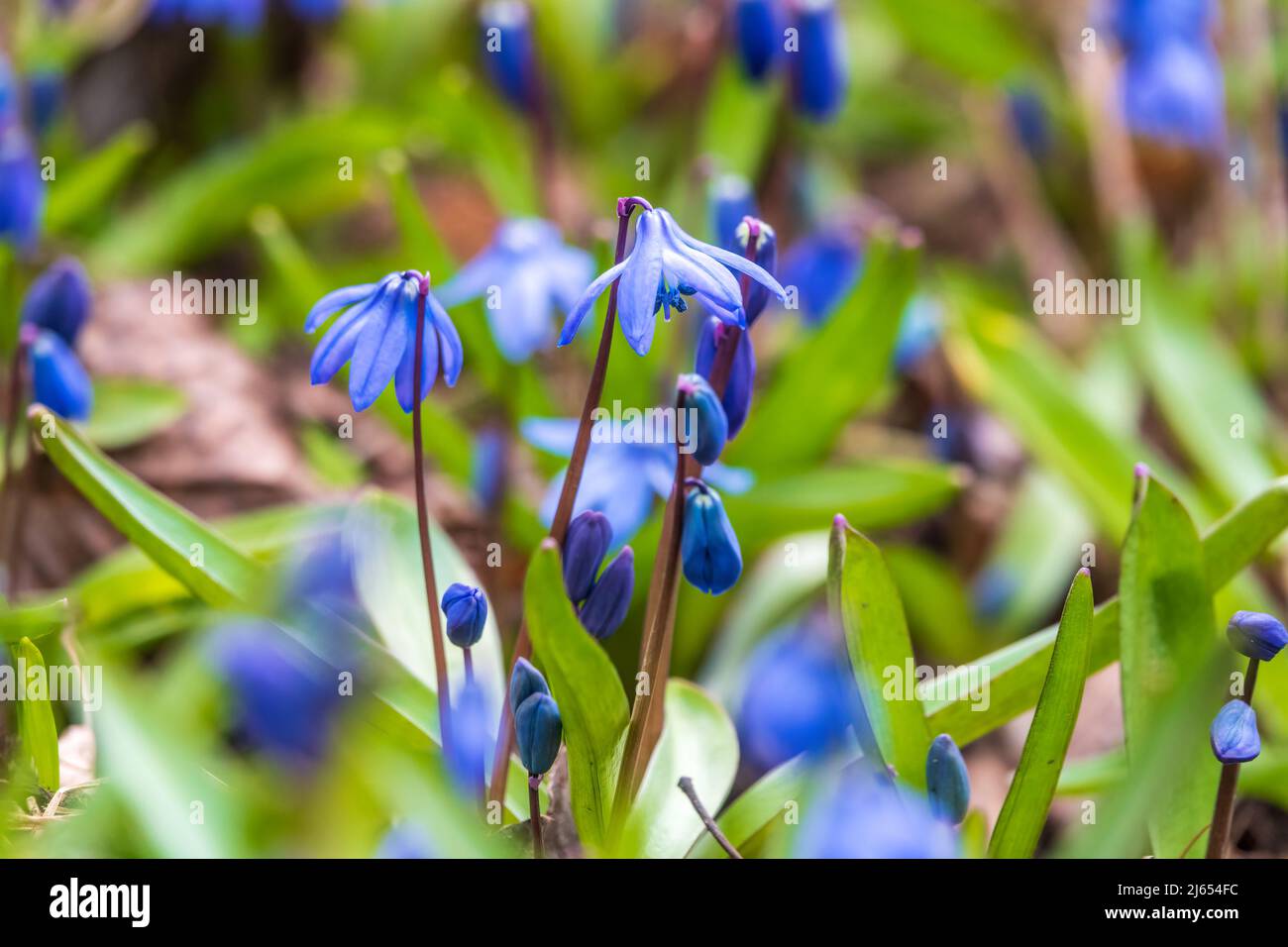 Blue flowers Siberian squill, wood squill, Scilla siberica meadow plant ...