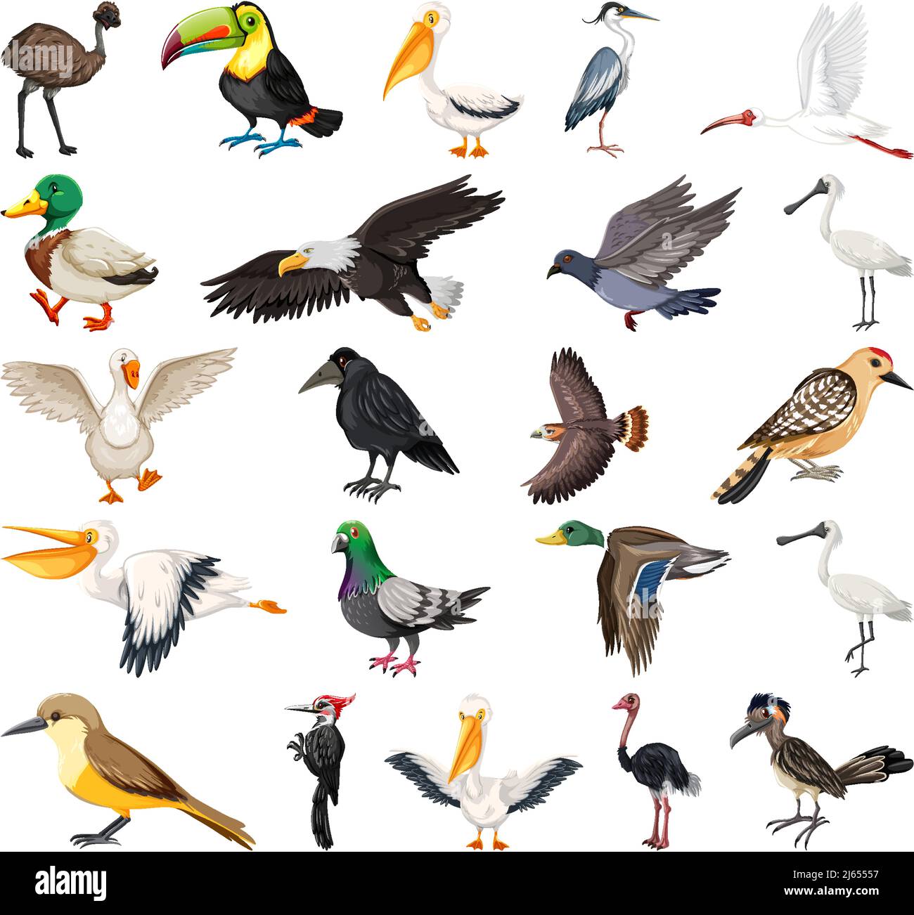 Different kinds of birds collection illustration Stock Vector Image ...