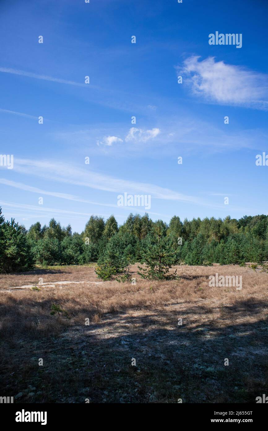 Beautiful meadow with young and small evergreen trees and dry grass ...