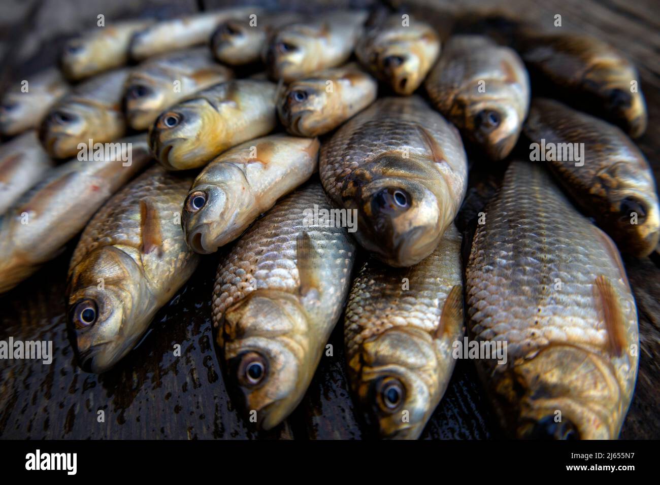Crucian carp eyes hi-res stock photography and images - Alamy