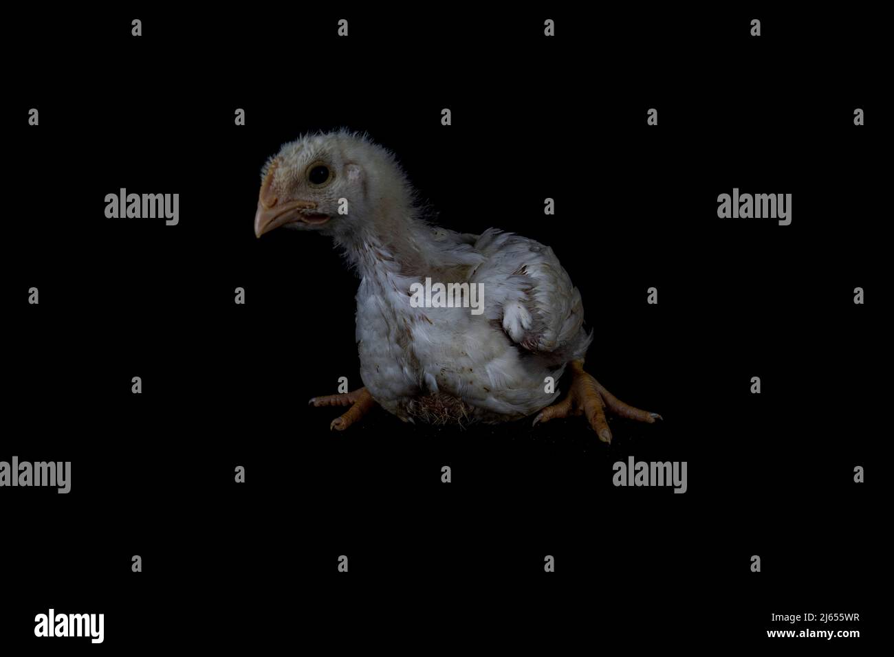 3 week old broiler chicken isolated on black Stock Photo - Alamy