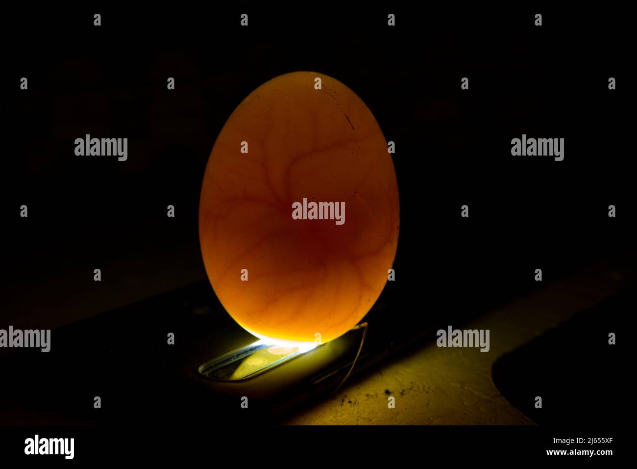 egg with chicken embryo inside. Fertilized egg Stock Photo - Alamy