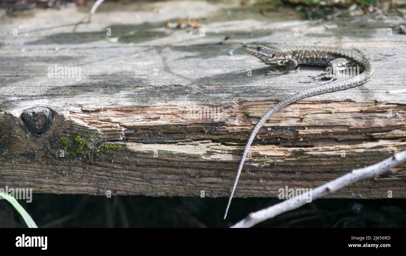 long tail lizard on wood cabin Stock Photo - Alamy