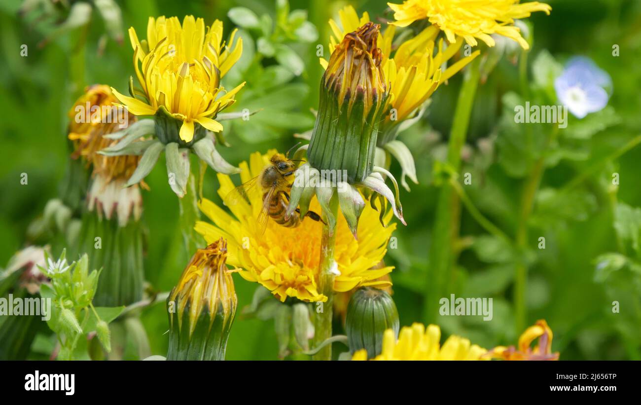 field of wild flowers in organic soil in spring time Stock Photo - Alamy