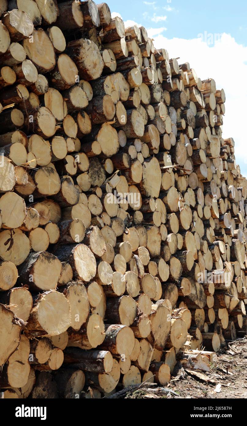 Large stack of cut coniferous logs in an outdoor industrial sawmill ...