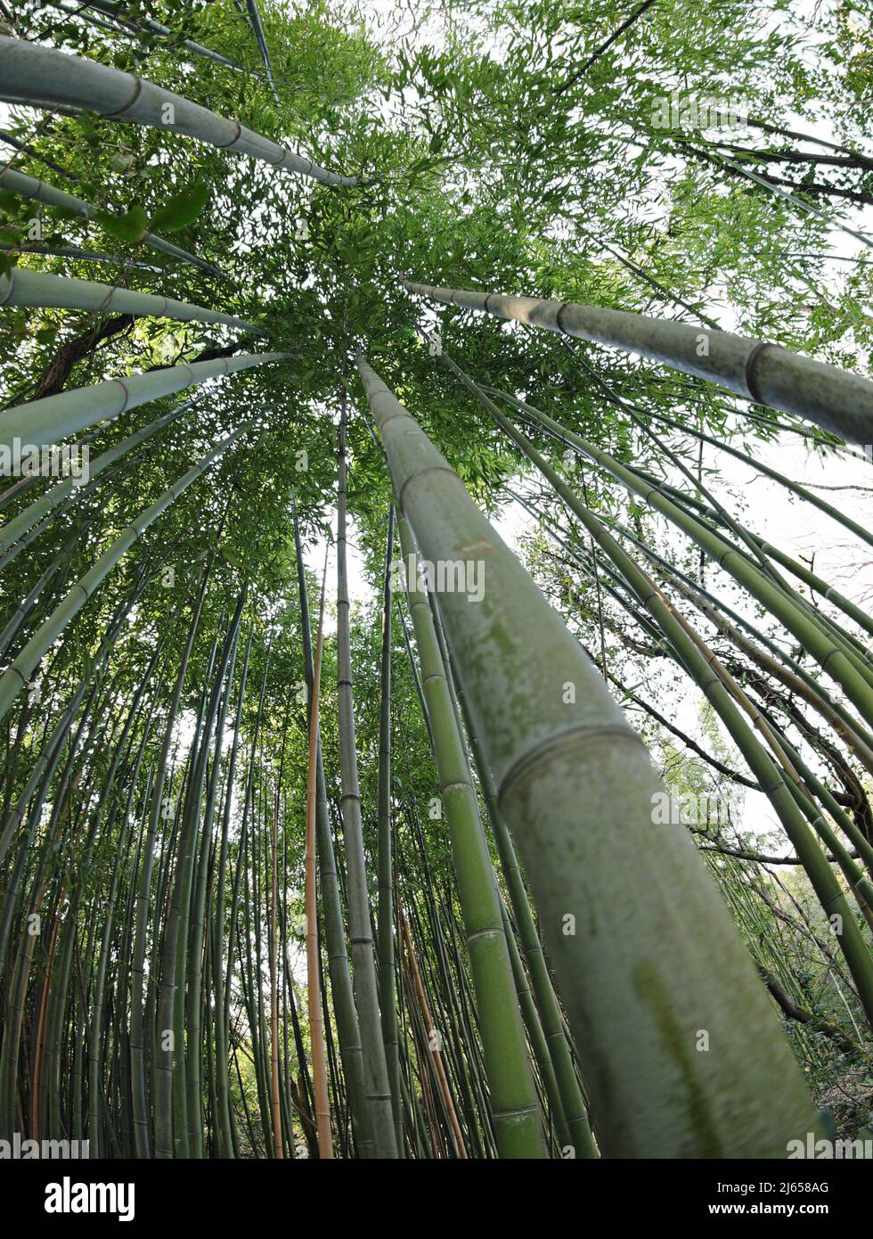 inside a forest of tall stems of bamboo plants with leaves that are the ...