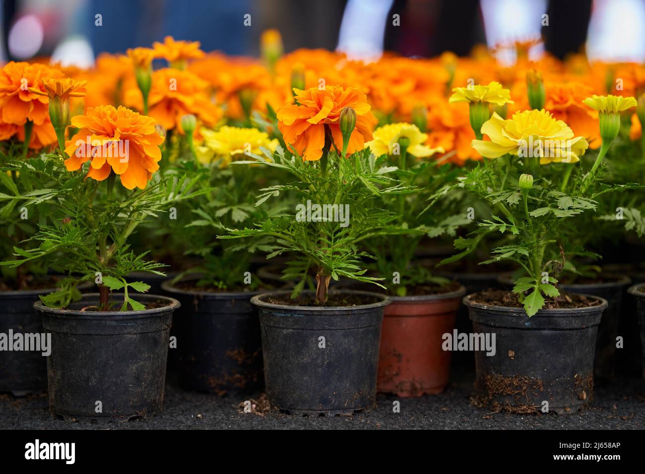 Carnations for sale hi-res stock photography and images - Alamy